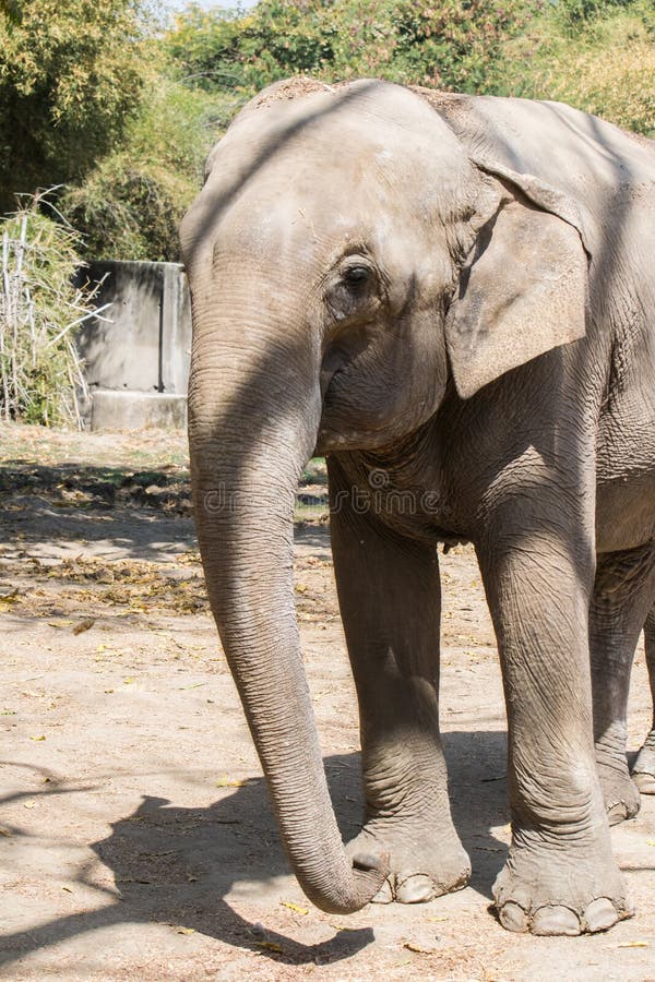 Asian Elephant Closeup Front Profile Stock Image - Image of truck ...