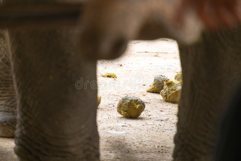 Crapping elephant stock photo. Image of africana, african - 52021328
