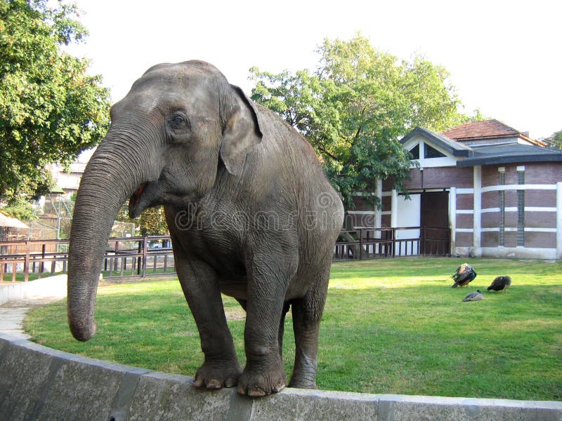 Asian Elephant (Elephas Maximus) Stock Image - Image of asian, largest ...