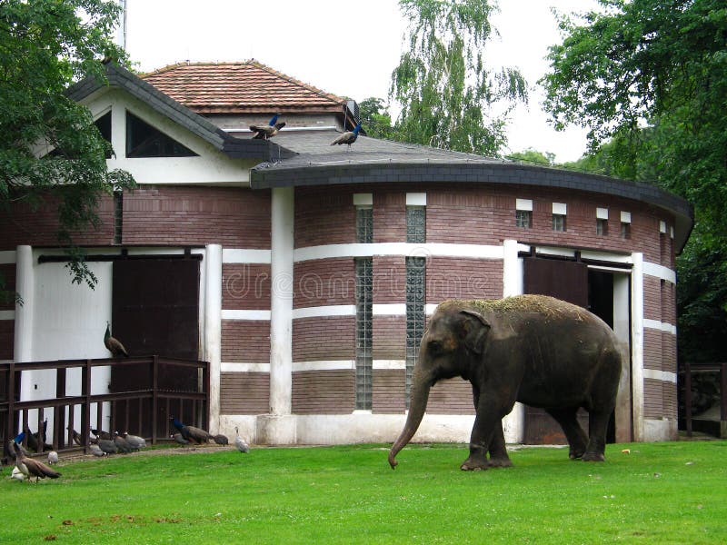 Asian Elephant (Elephas Maximus) Stock Photo - Image of asiatic, land ...
