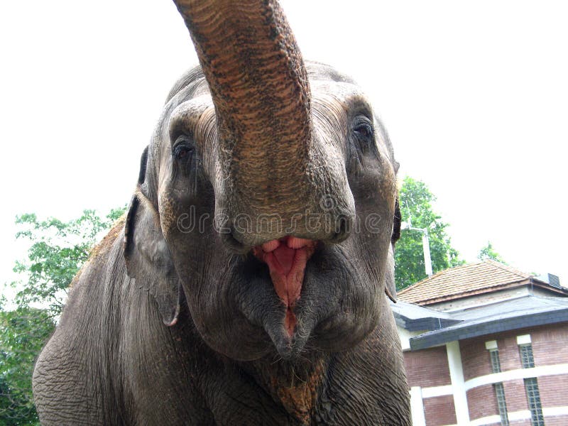 Asian Elephant (Elephas Maximus) Stock Image - Image of land, nepal ...