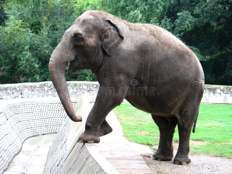 Asian Elephant (Elephas Maximus) Stock Image - Image of sumatra, asian ...