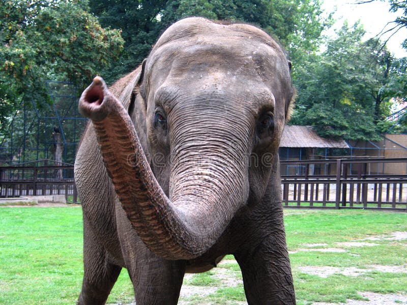 Asian Elephant (Elephas Maximus) Stock Photo - Image of elephas, asia ...