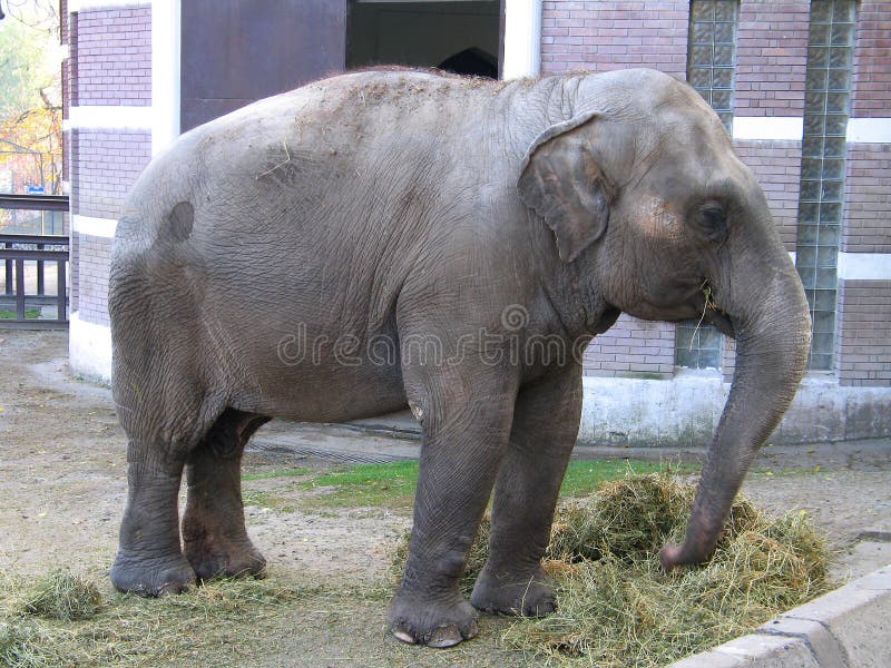 Asian Elephant (Elephas Maximus) Stock Photo - Image of largest, indian ...