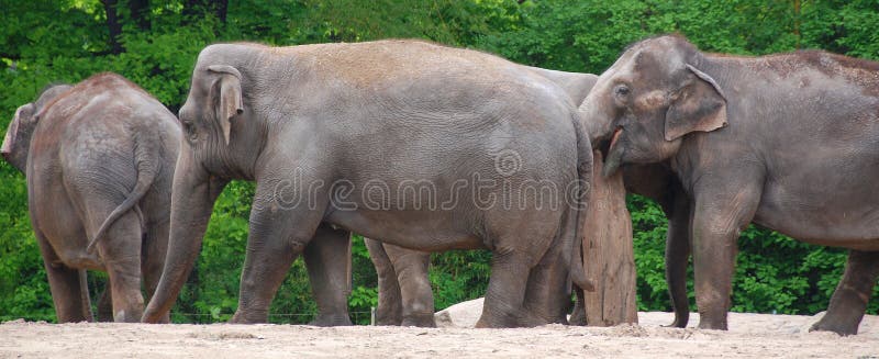 Asian Elephant Elephas Maximus Stock Photo - Image of artiodactyla ...