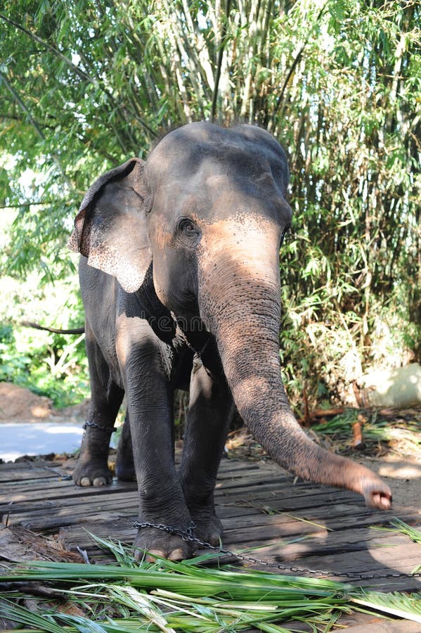 Asian Elephant (Elephas Maximus) with Chains on Legs in Sri Lanka Stock ...