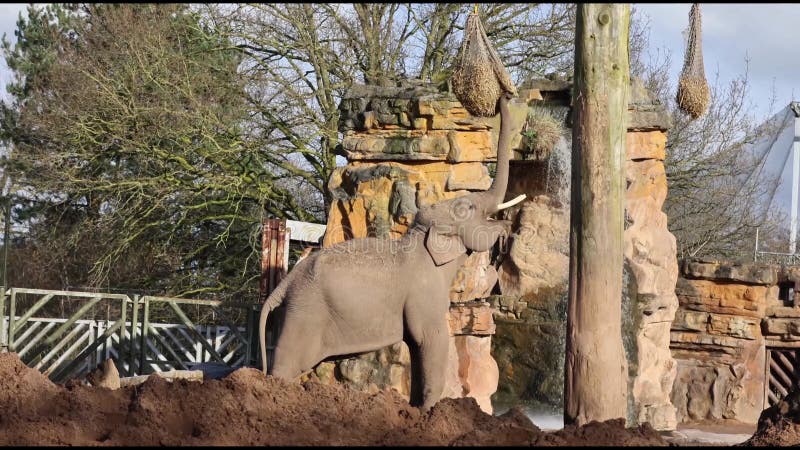 Asian Elephant (Elephas Maximus Indicus) Stock Video - Video of animal ...