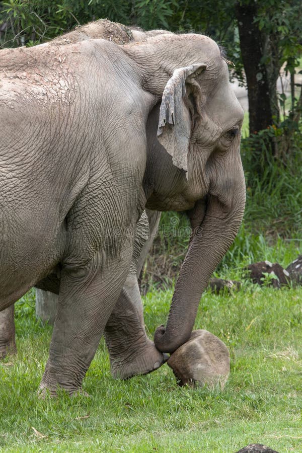 Asian Elephant Plays by Pushing a Stone with Its Foot and Trunk Stock ...
