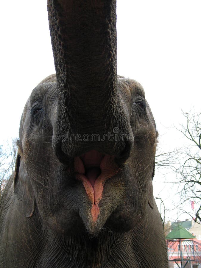 Asian Elephant (Elephas Maximus) Stock Image - Image of nepal, maximus ...