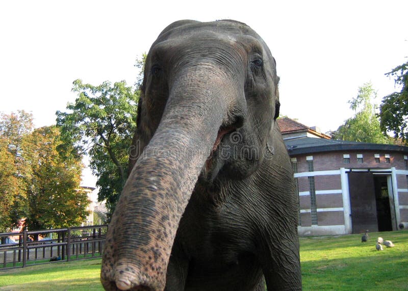 Asian Elephant (Elephas Maximus) Stock Image - Image of portrait, asian ...