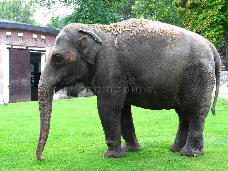 Asian Elephant (Elephas Maximus) Stock Image - Image of living, largest ...
