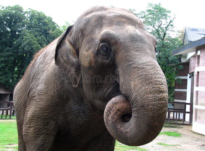 Asian Elephant (Elephas Maximus) Stock Photo - Image of largest, nepal ...