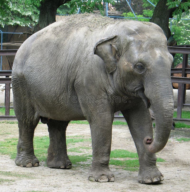 Asian Elephant (Elephas Maximus) Stock Image - Image of land, animal ...
