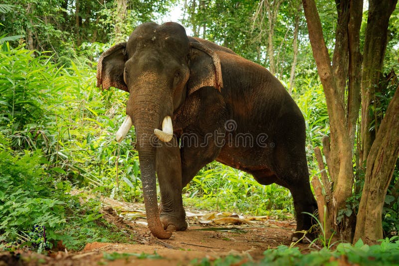 Asian Elephant - Elephas Maximus in the Thai Jungle, Also Called ... Asian Elephant - Elephas Maximus in the Thai Jungle, Also Called ...