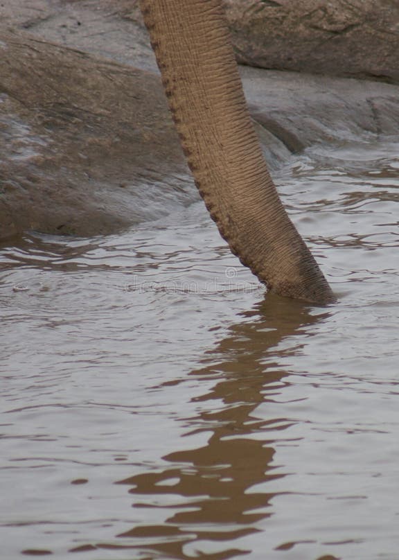 Asian Elephant - Elephas Maximus Stock Photo - Image of indian ...