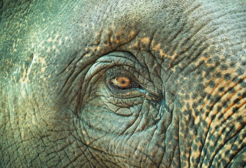 Asian elephant eye stock photo. Image of mammal, head - 117981060