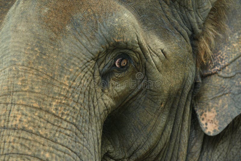 Asian Elephant Eyes are Looking Stock Image - Image of large, face ...