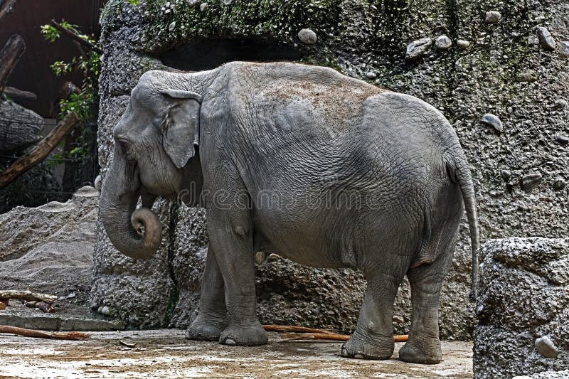 Asian Elephant Female in the Enclosure 2 Stock Photo - Image of view ...