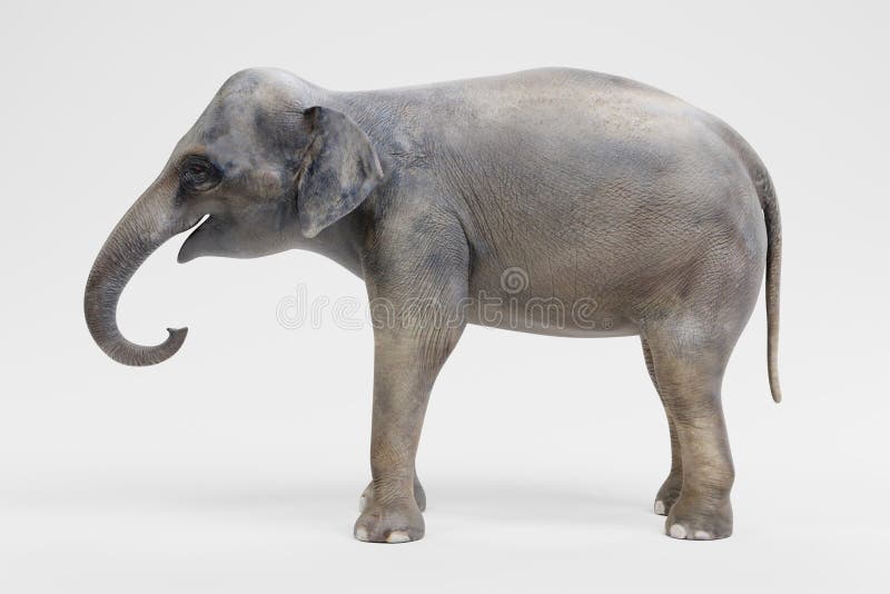 Asian Elephant - Female stock illustration. Illustration of tusk ...