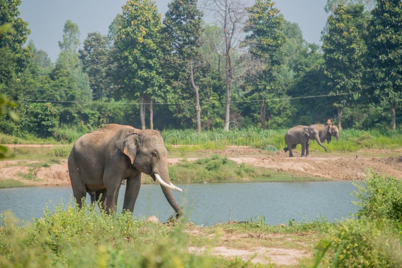 Asian Elephant in the Forest, Surin, Thailand Stock Image - Image of ...