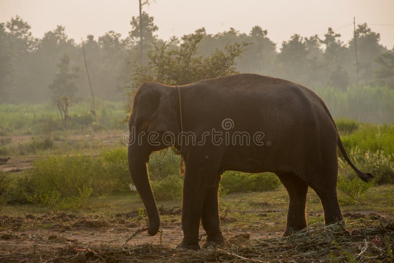 Asian Elephant in the Forest, Surin,Thailand Stock Image - Image of ...