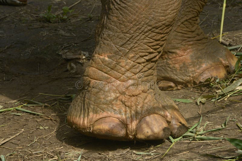 Asian elephant stock image. Image of pachiderm, asia - 66848025