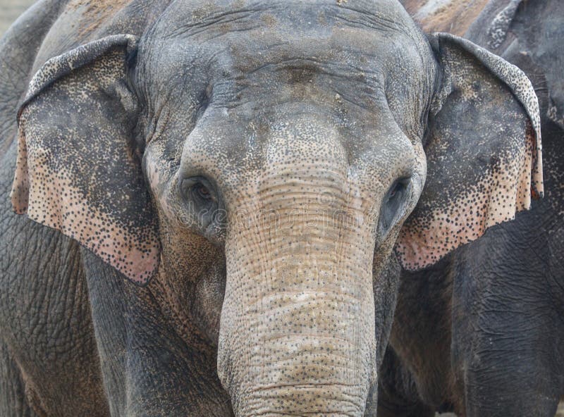 Asian Elephant Front Portrait Stock Photo - Image of trunk, sleepy ...
