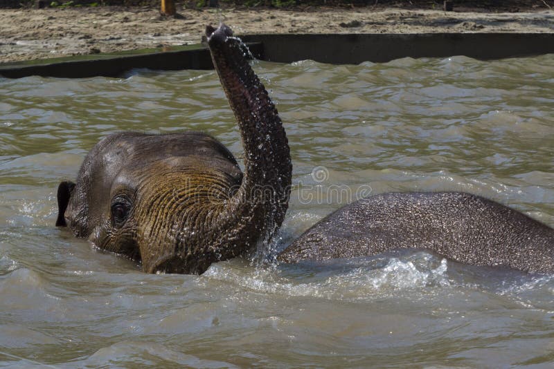 Asian Elephant is Having Bath in a Pool Stock Photo - Image of enjoy ...