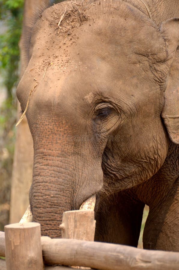 Asian elephant stock image. Image of teardrop, asia, close - 47337981
