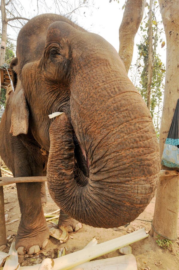 Asian elephant stock photo. Image of smart, large, orphanage - 47341842