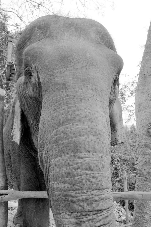 Asian elephant stock photo. Image of nature, single, cutout - 47341854