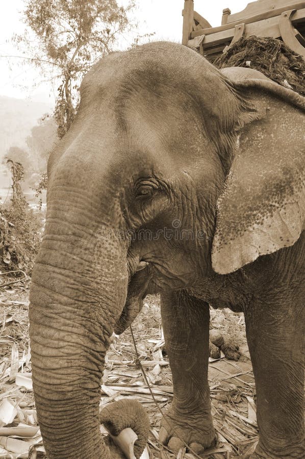 Asian Elephant Elephas Maximus or Called Asiatic Elephant, Stock Photo ...