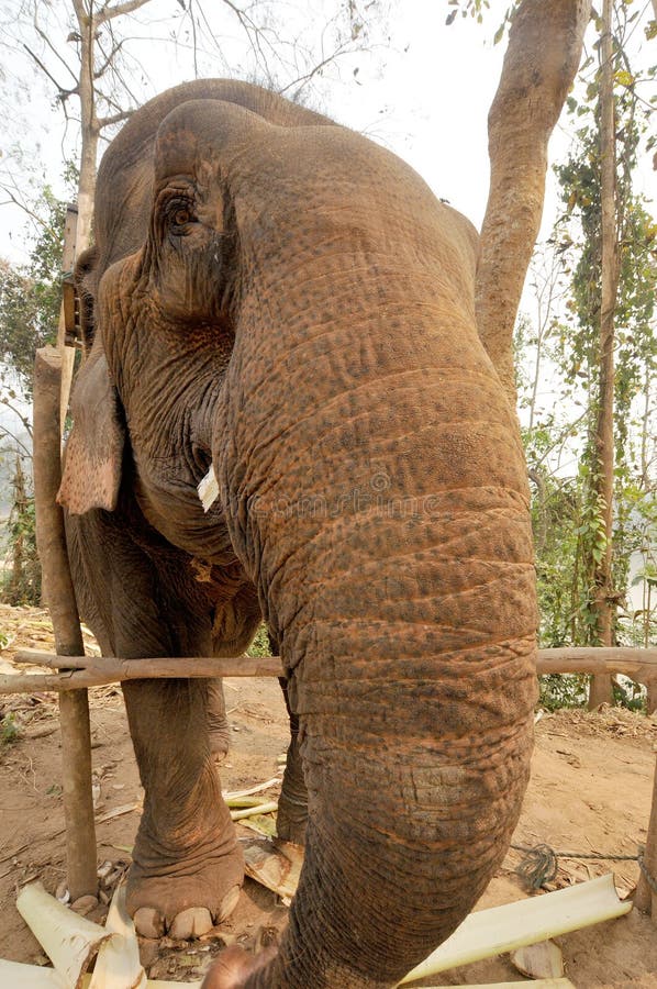 Asian elephant stock image. Image of portrait, elephant - 47342111