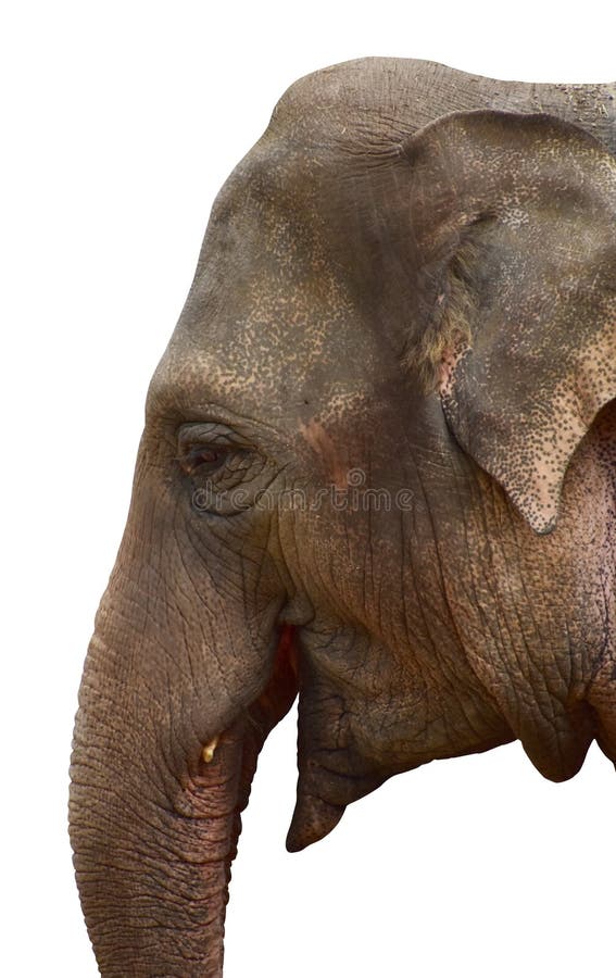 Asian Elephant Face