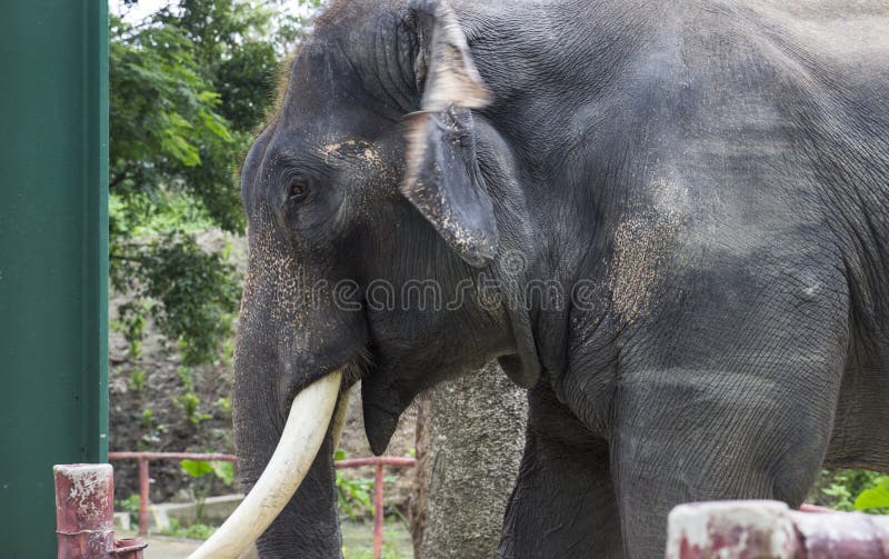 Asian elephant with ivory stock photo. Image of strong - 44242350