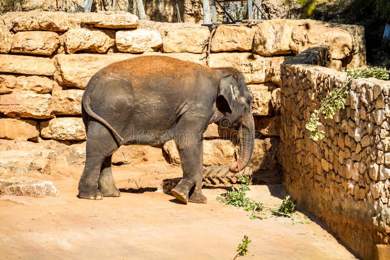 The Asian Elephant, Jerusalem Biblical Zoo in Israel Editorial Stock ...