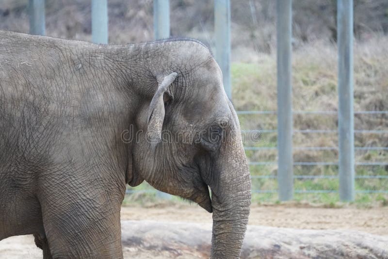 Asian elephant looking out stock image. Image of asian - 268930683