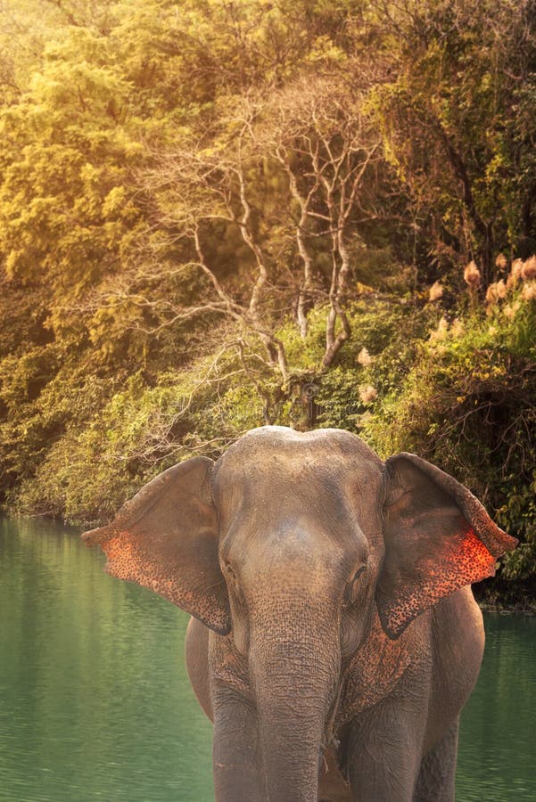 Asian Elephant In A Natural River At Deep Forest Stock Photo - Image of ...