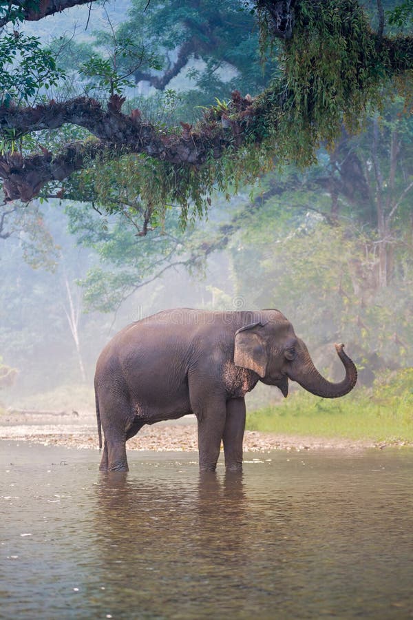 Asian Elephant in a Natural River at Deep Forest Stock Image - Image of ...