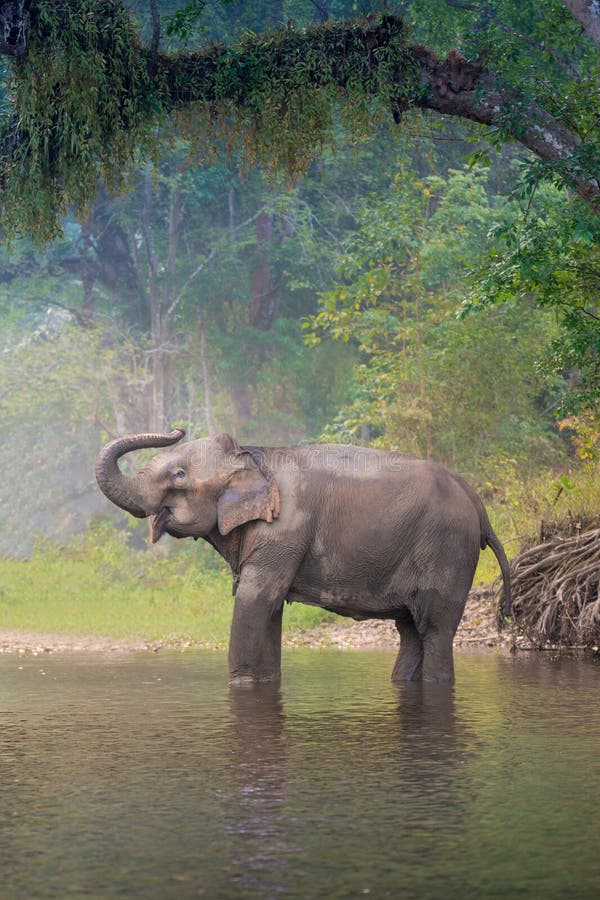 Asian Elephant in a Forest in Day Time at Kanchanaburi Province Stock ...