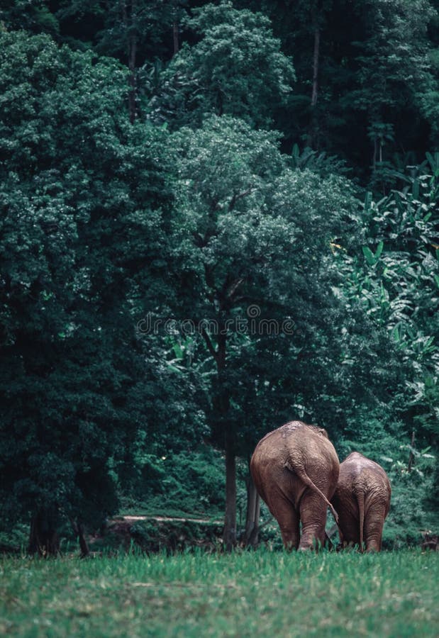 Asian Elephant in a Nature at Deep Forest in Thailand Stock Image ...