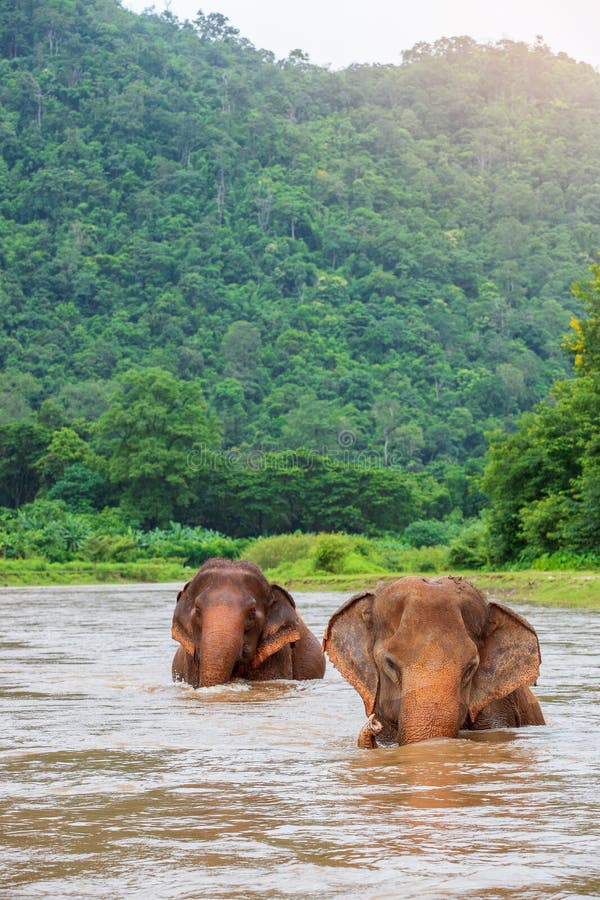 Asian Elephant in a Nature at Deep Forest in Thailand Stock Image ...