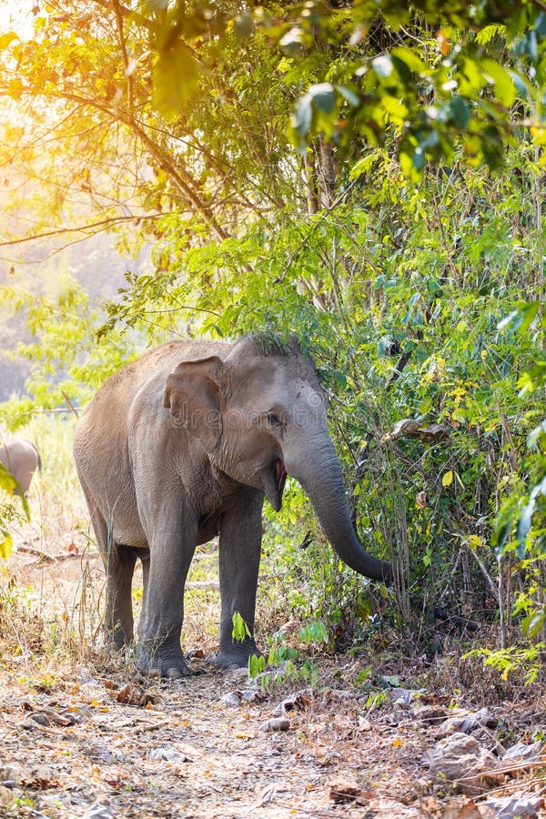 Asian Elephant in a Nature at Deep Forest in Thailand Stock Image ...