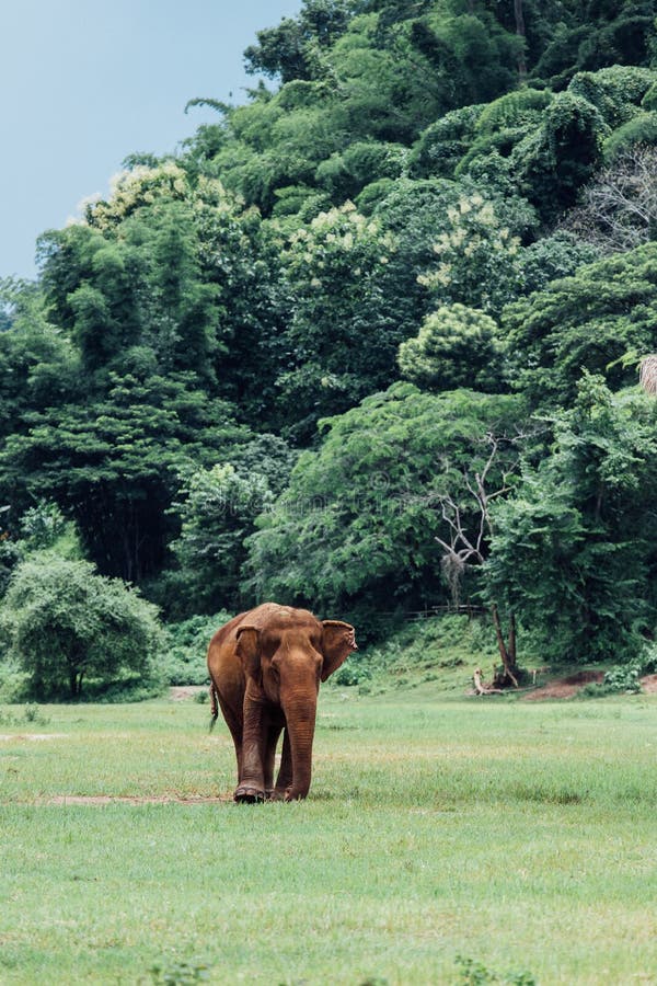 Asian Elephant in a Nature at Deep Forest in Thailand Stock Image ...