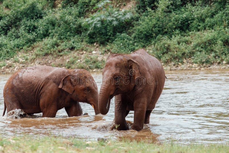 Asian Elephant in a Nature at Deep Forest in Thailand Stock Photo ...
