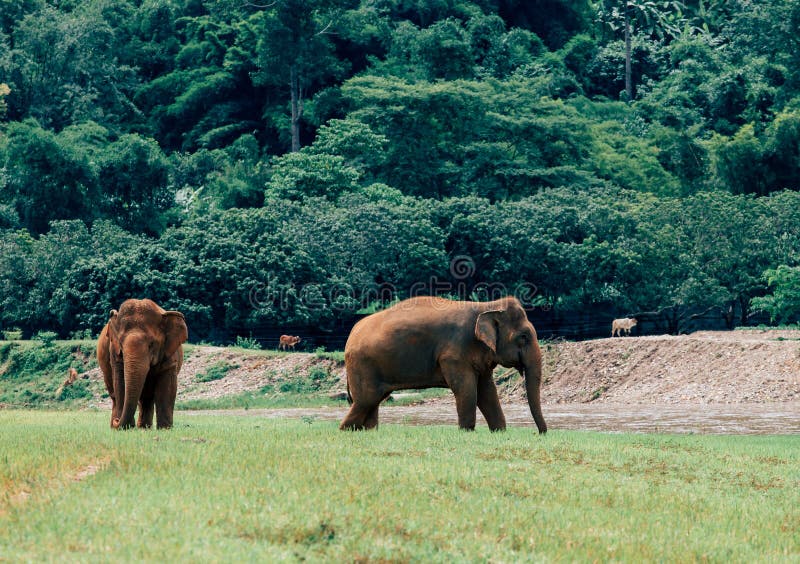 Asian Elephant in a Nature at Deep Forest in Thailand Stock Photo ...