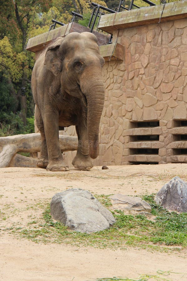 Asian Elephant - Osaka - Japan Stock Image - Image of animal, wildlife ...