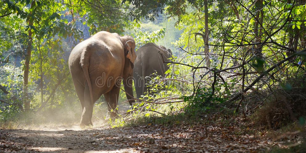 Elephant ,in a Path in a South East Asian Rainforest Stock Image ...