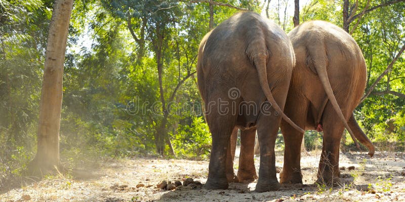Back Side of Elephant ,in a Path in a South East Asian Rainforest Stock ...