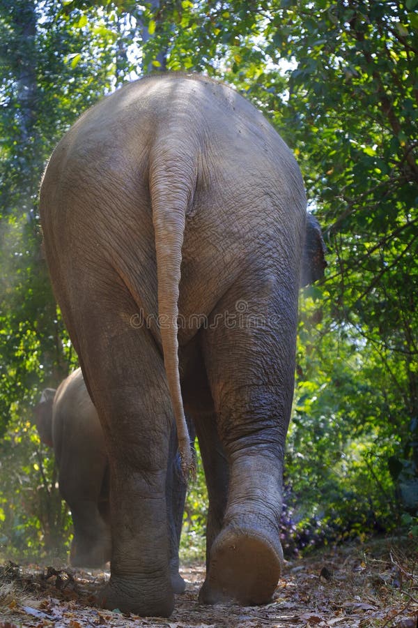 Back Side of Elephant ,in a Path in a South East Asian Rainforest Stock ...